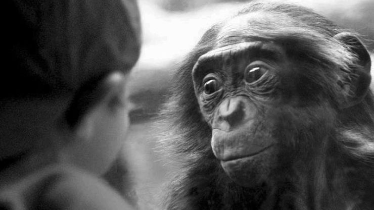 Naczelne rodem z kamasutry. Oto bonobo