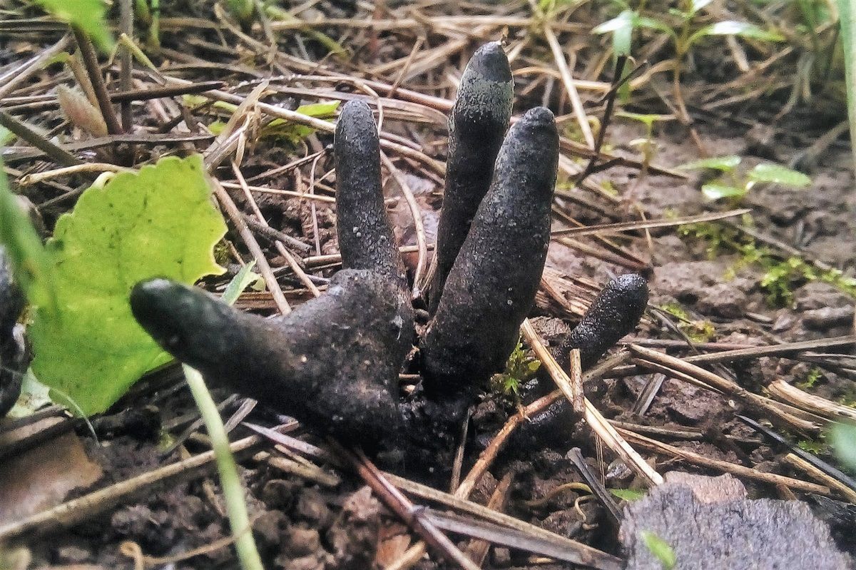 Palce umarlaka wyglądają jak z horroru! Uważaj na nie w lesie