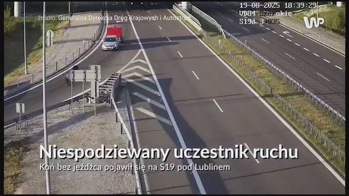 Nagle wbiegł na pas ekspresówki. Tego kierowcy się nie spodziewali