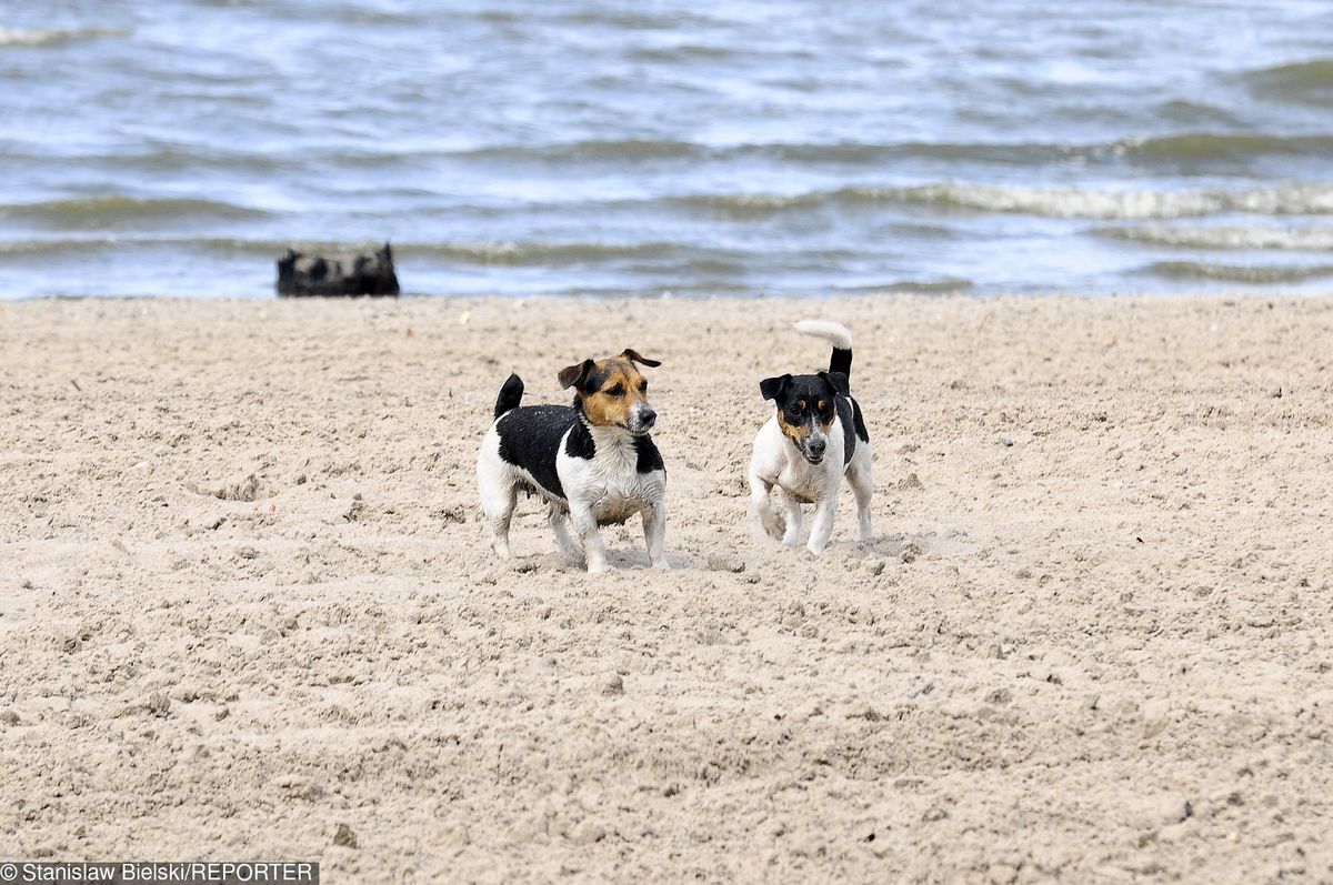Przywiązali do drzewa dwa psy. Szukają osoby, które mogą się nimi zająć - Wiadomości z Warszawy WP